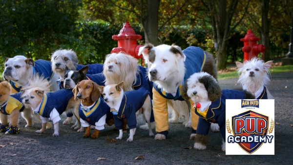 Pup Academy LIVE Action Talking Canine Adventure to Debut on Disney ...